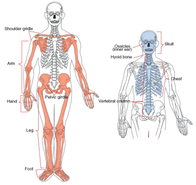 The Skeletal System OpenCurriculum