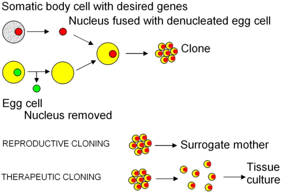 Biotechnology ‹ OpenCurriculum