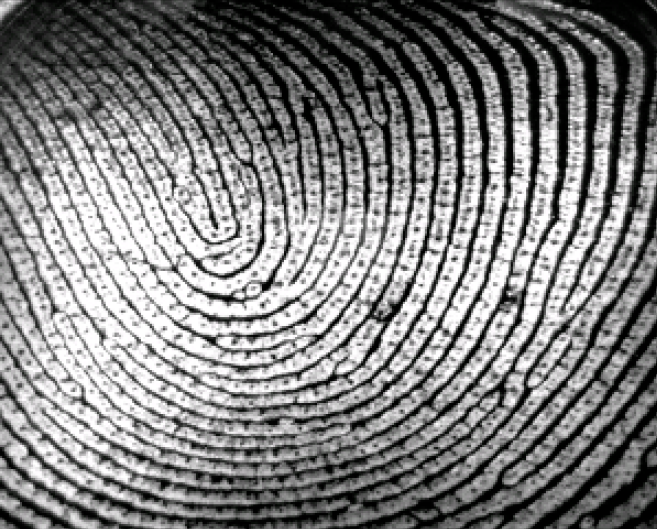 Integumentary System ‹ OpenCurriculum