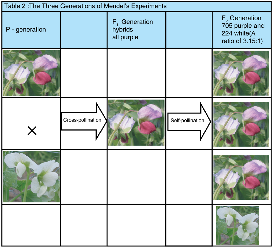 Mendel's Investigation ‹ OpenCurriculum